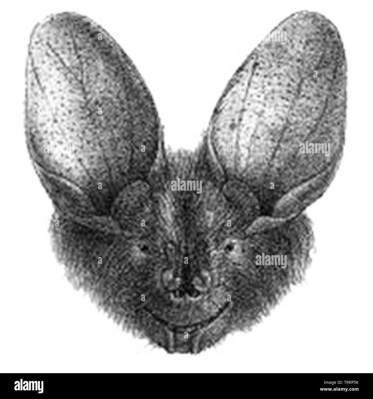 Large-eared slit-faced bat Stock Photo - Alamy