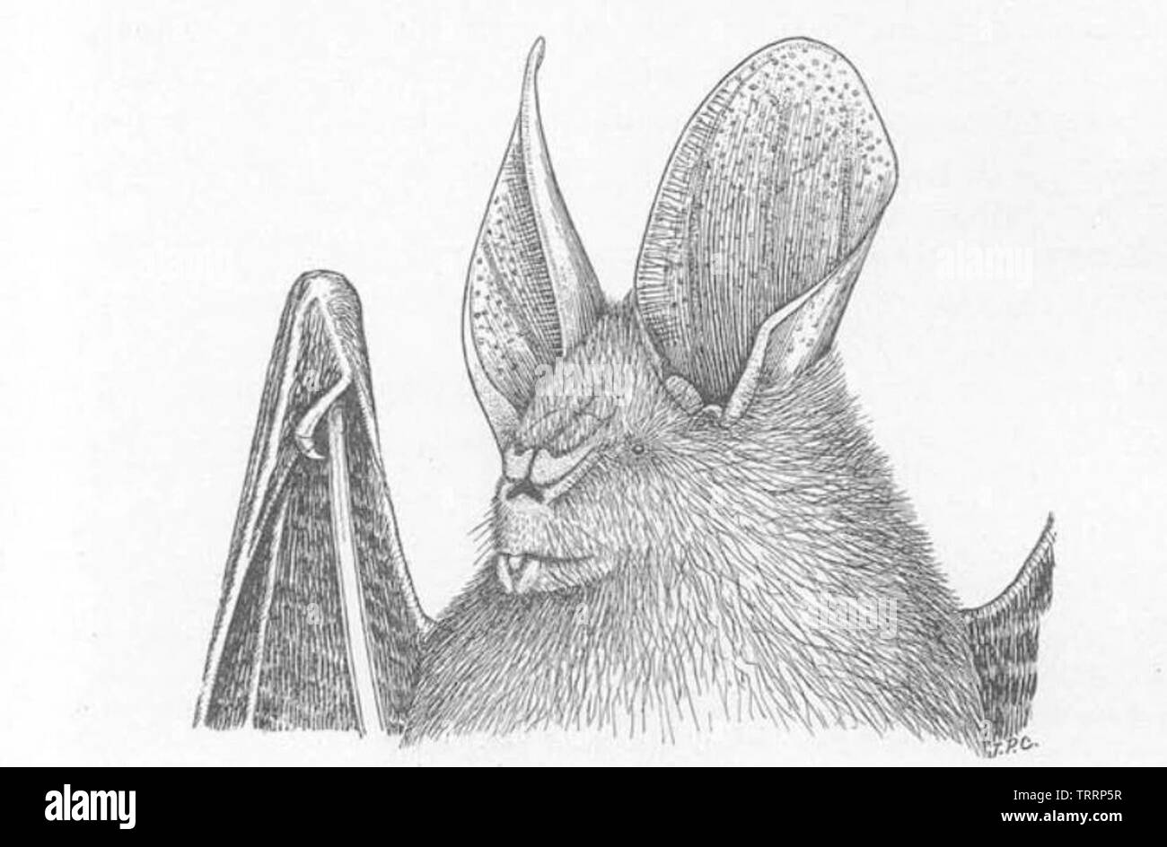 Slit faced bat hi-res stock photography and images - Alamy