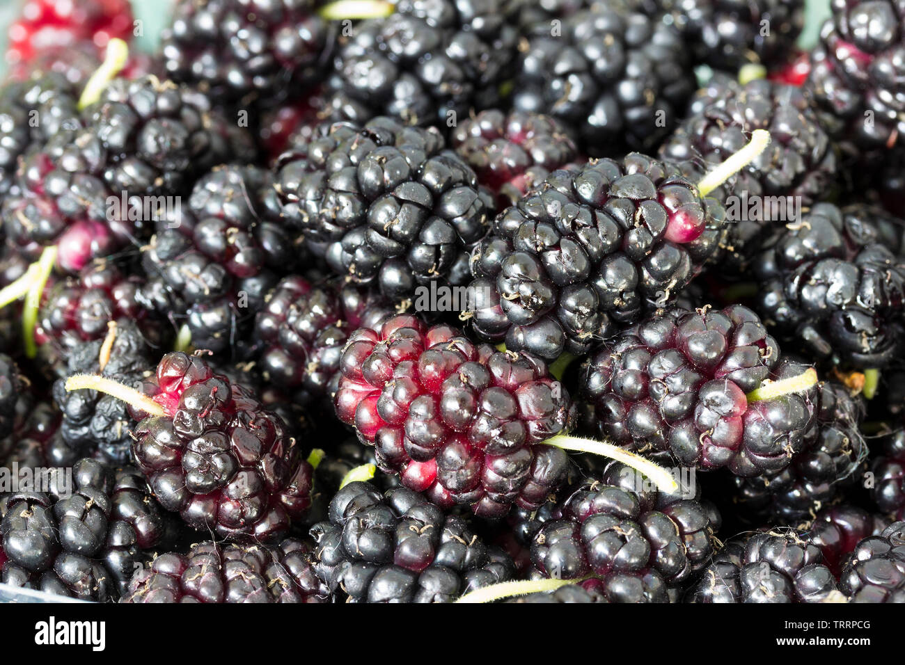 Mulberry fruits hi-res stock photography and images - Alamy