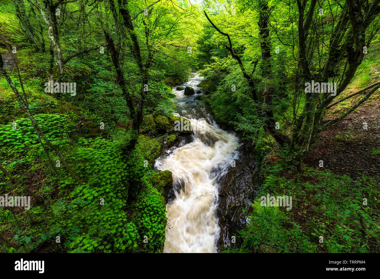 Spring river in the forest with beautiful waterfall and wooden bridge ...