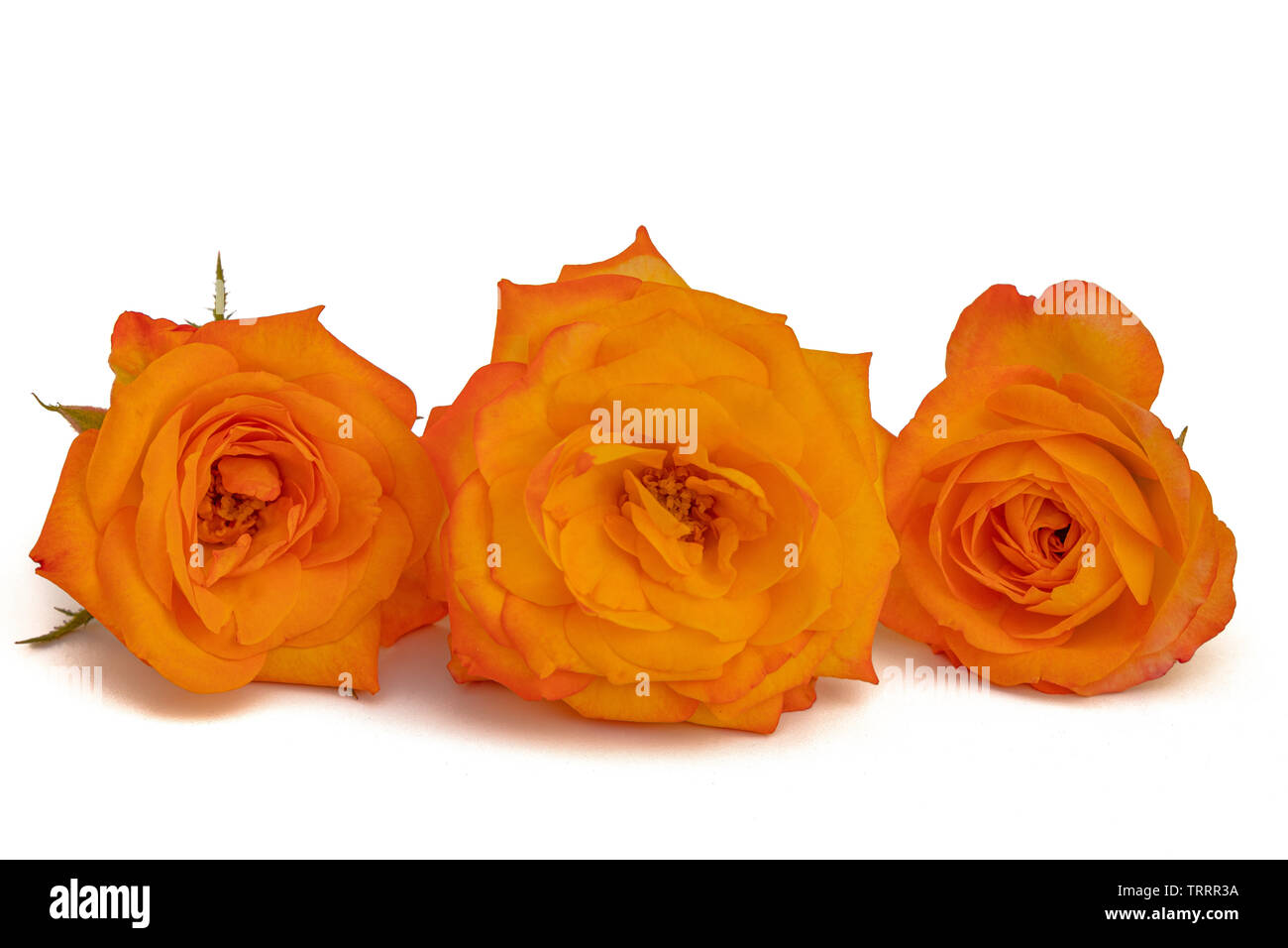 Three yellow rose isolated on white background Stock Photo - Alamy