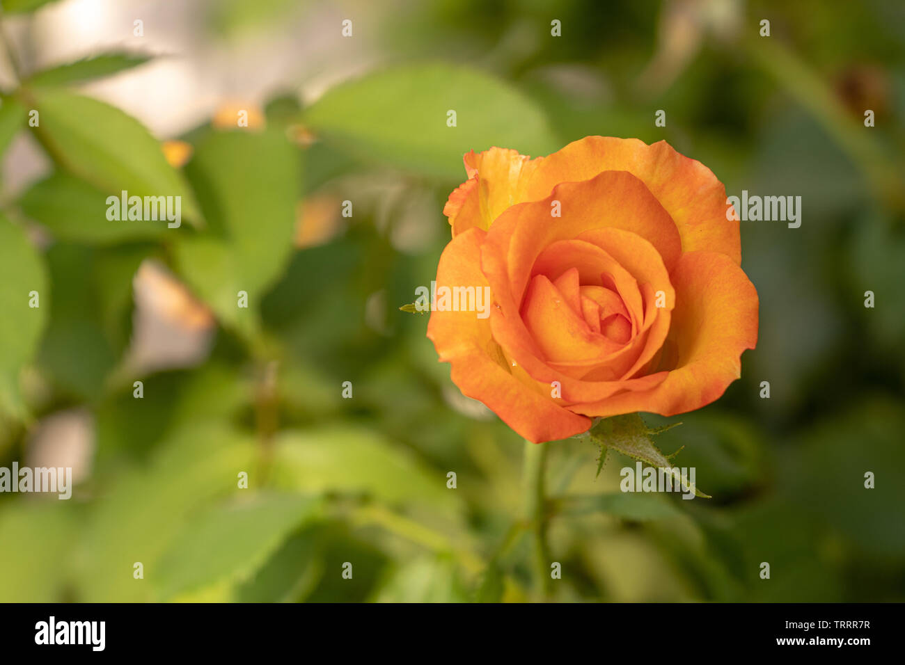 Beautiful bud red yellow hi-res stock photography and images - Alamy