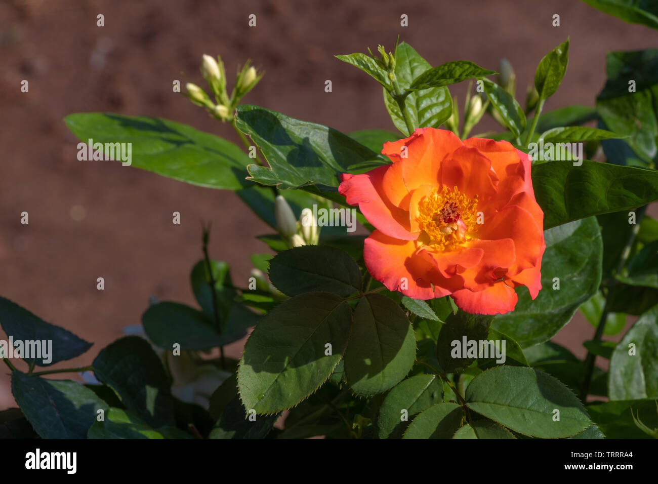 Rosebush illustration hi-res stock photography and images - Alamy