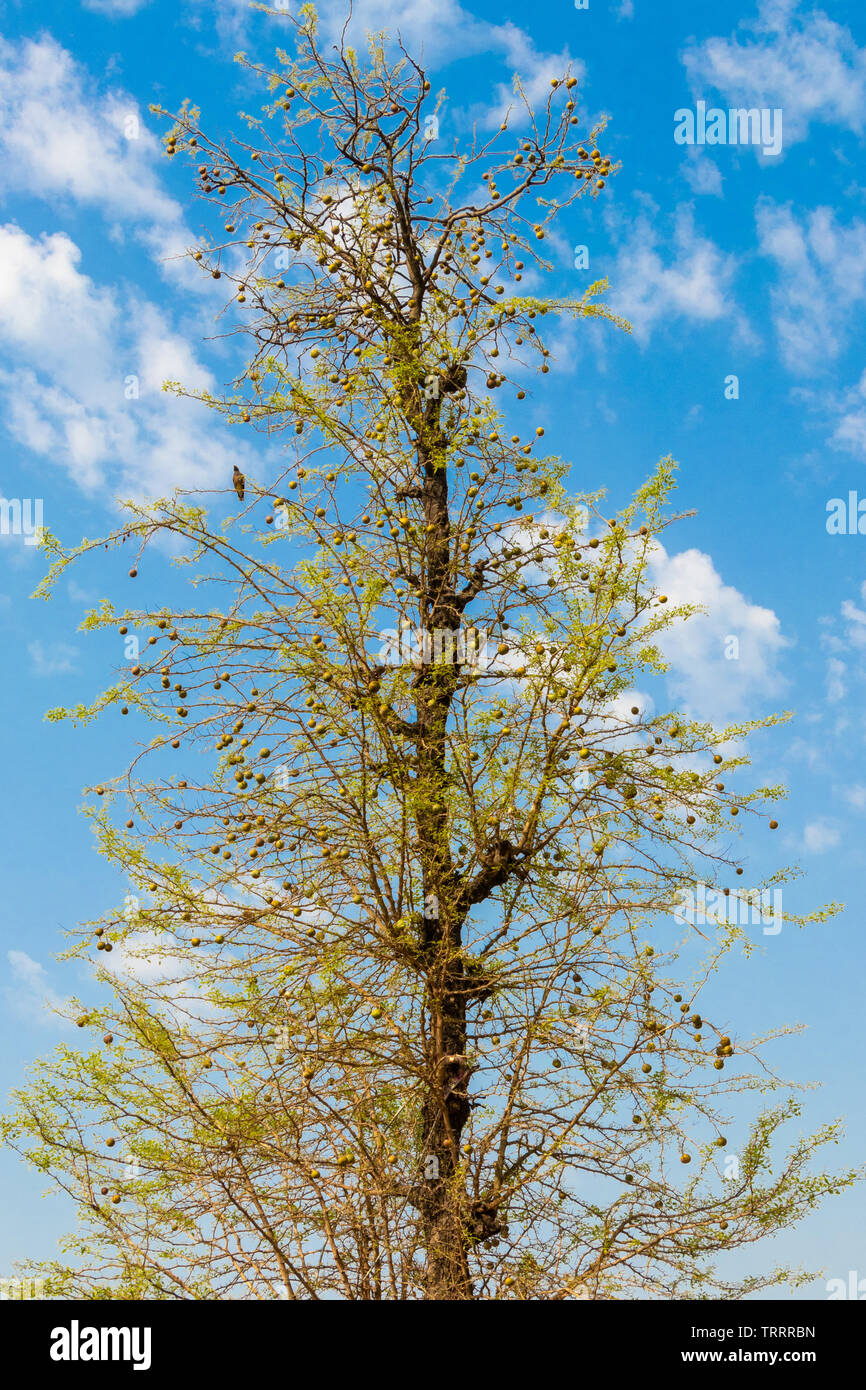 Bael leaf hi-res stock photography and images - Alamy