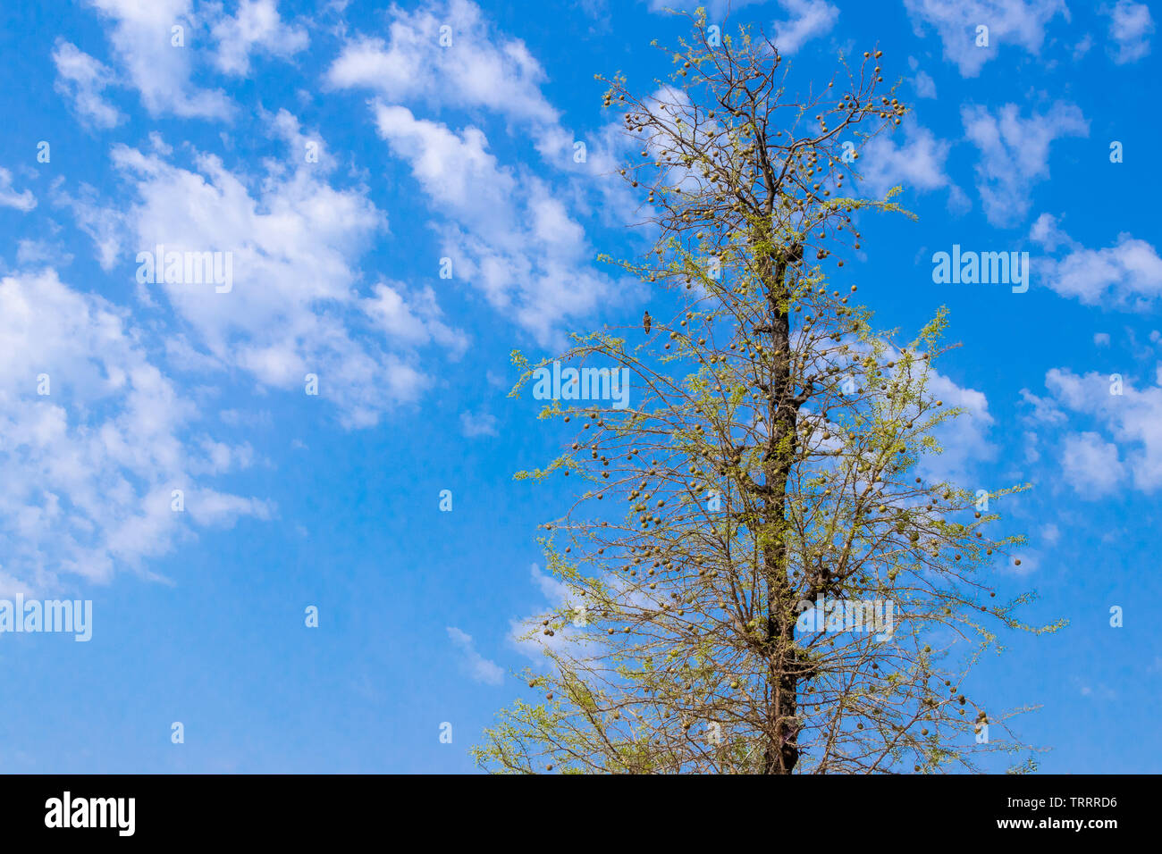 Bael tree hi-res stock photography and images - Alamy