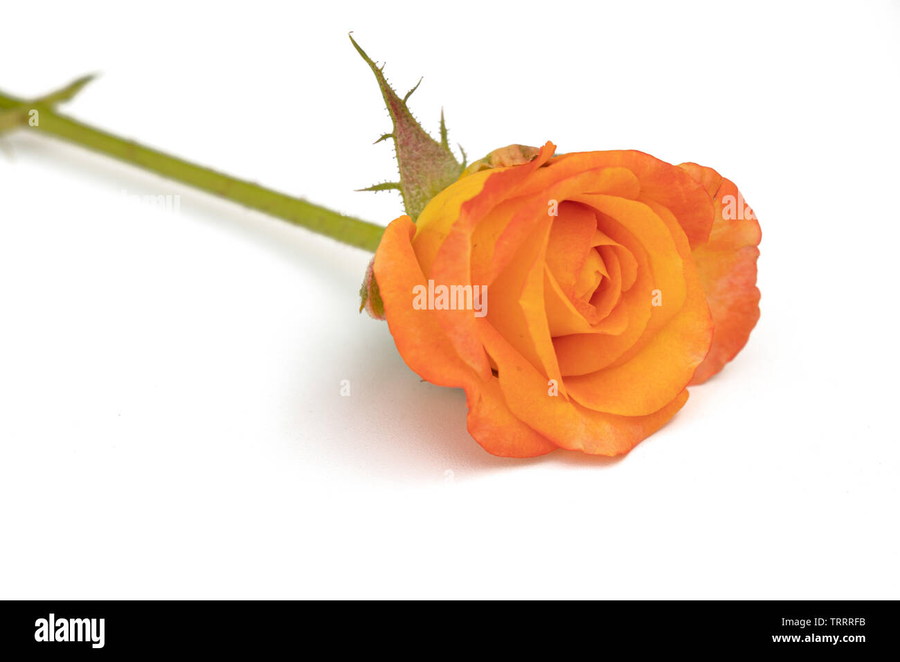 Illustration drawing yellow rose flower hi-res stock photography and ...