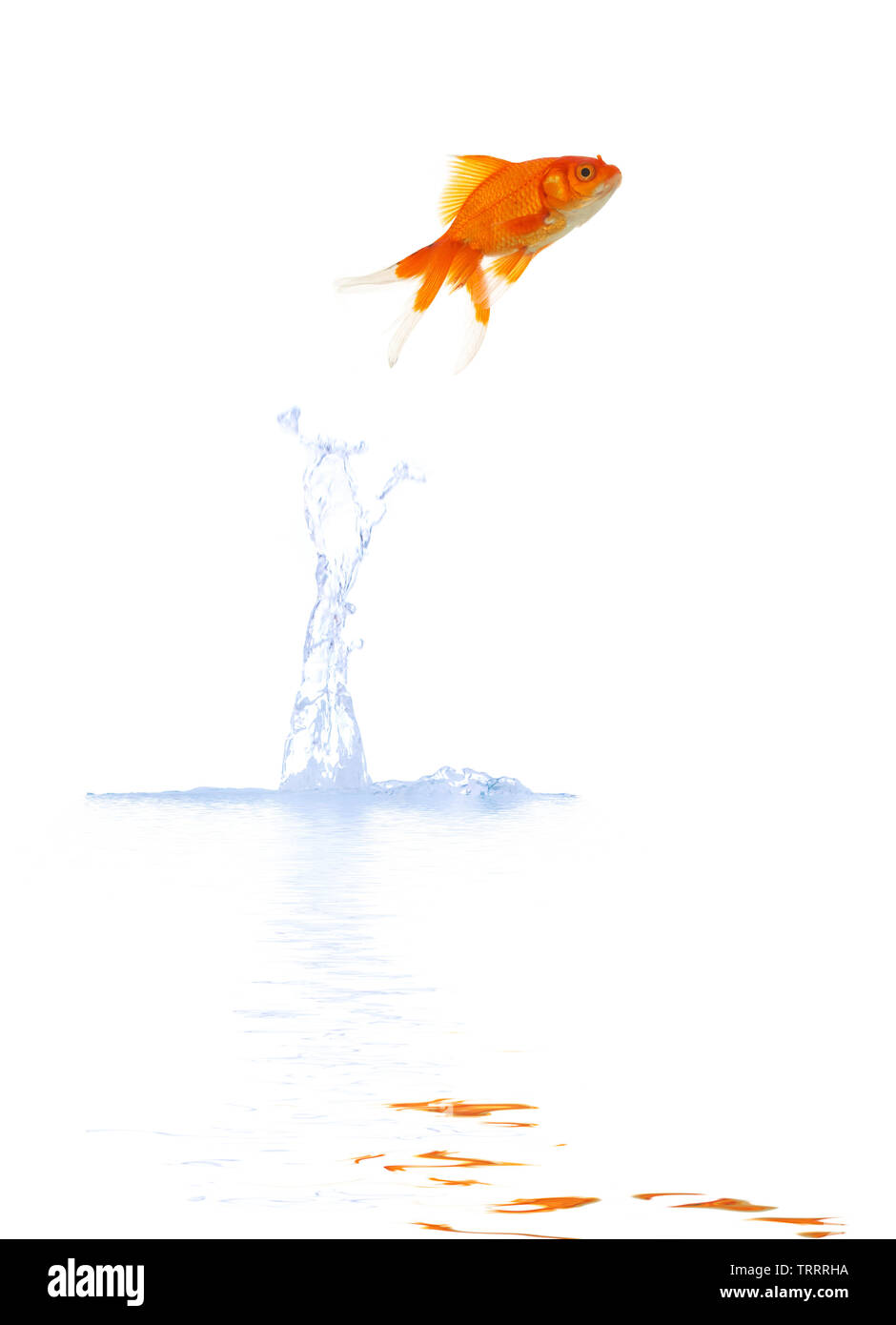 Goldfish jumping hi-res stock photography and images - Alamy