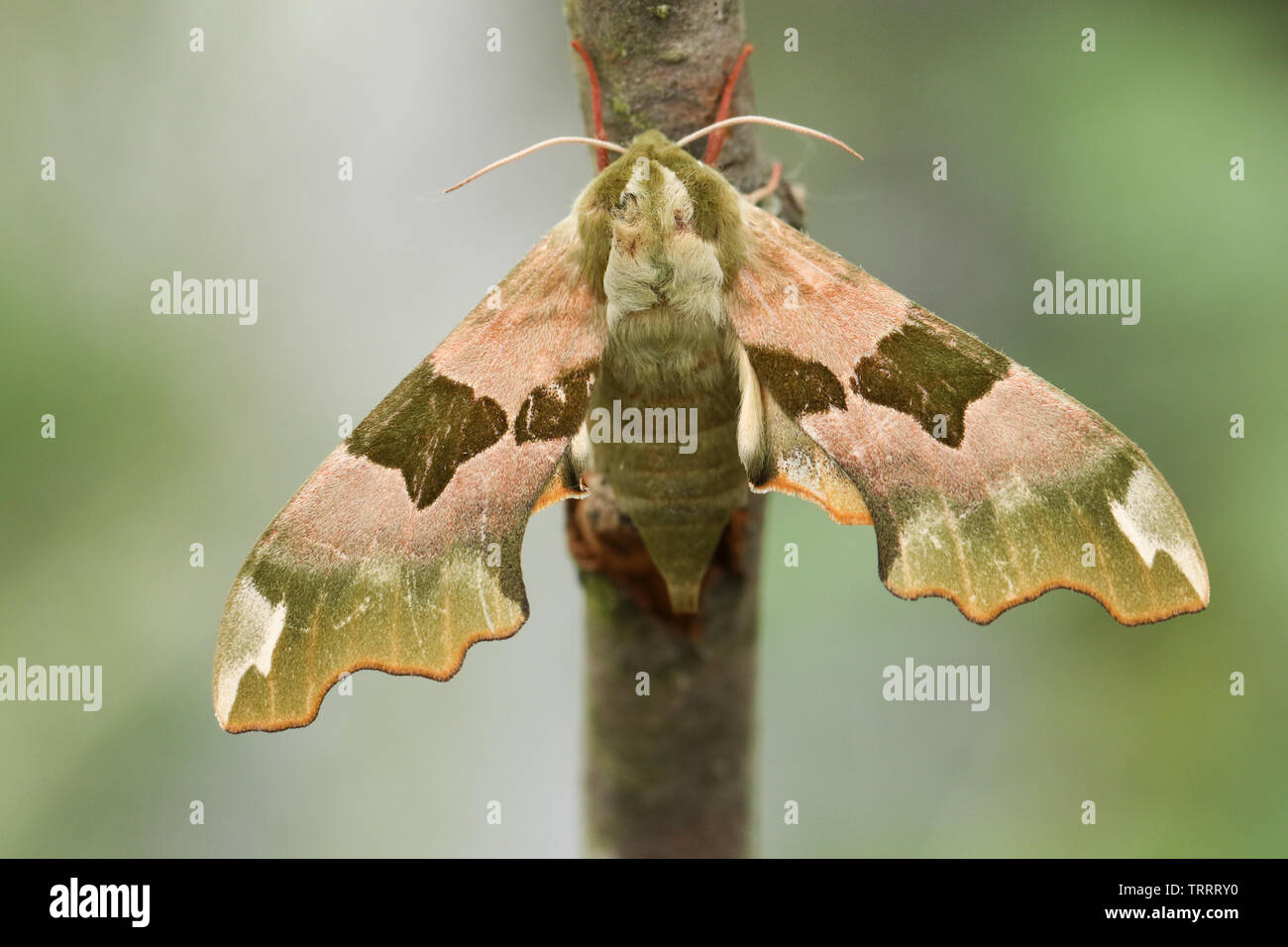 Lime hawk moth england hi-res stock photography and images - Alamy