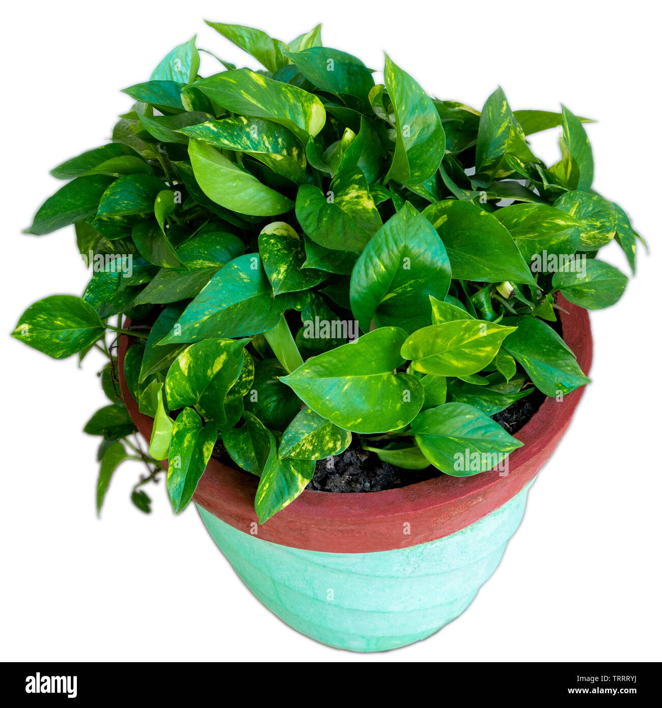 Pothos Green Leaf High Resolution Stock Photography and Images - Alamy