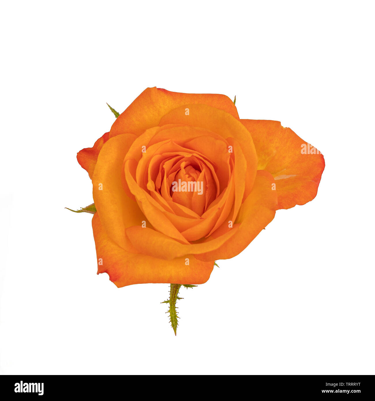 Yellow Rose closeup isolated on white background Stock Photo - Alamy