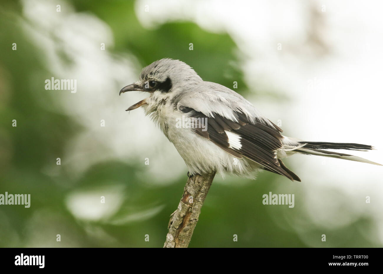 Grey butcher bird hi-res stock photography and images - Alamy