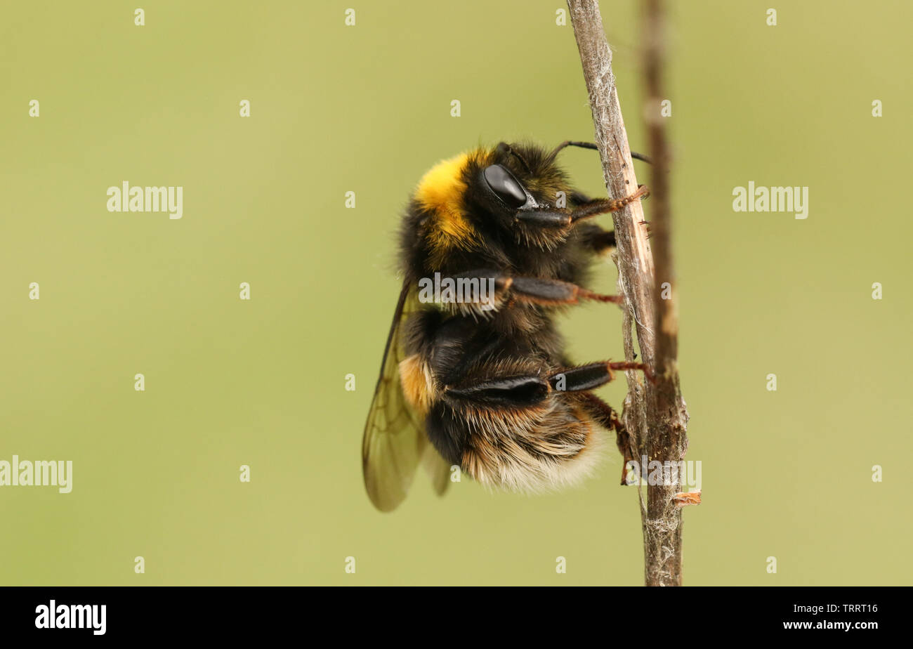 Stunning photograph of bumble bee hi-res stock photography and images ...