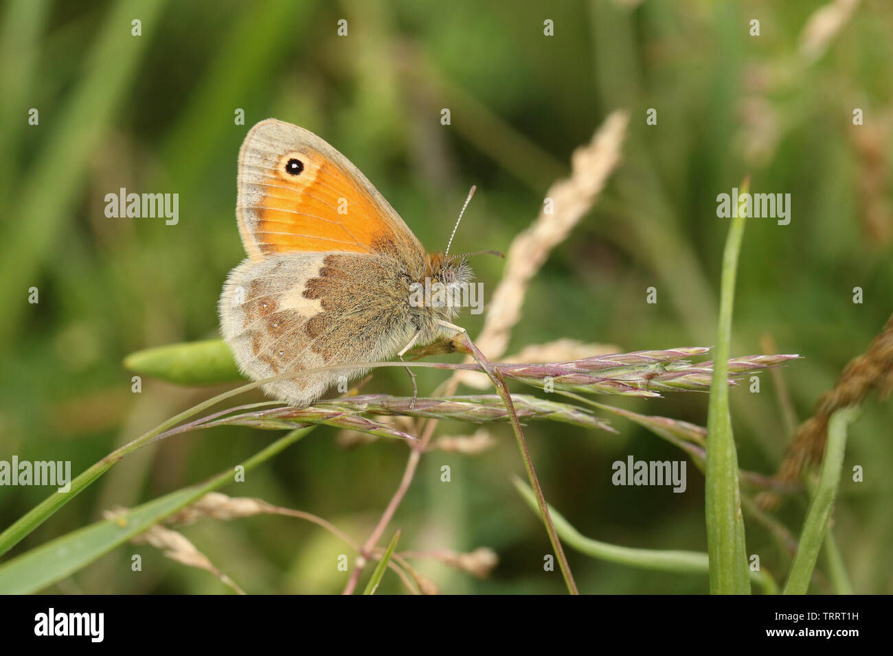 A stunning Small Heath Butterfly, Coenonympha pamphilus, perching on ...