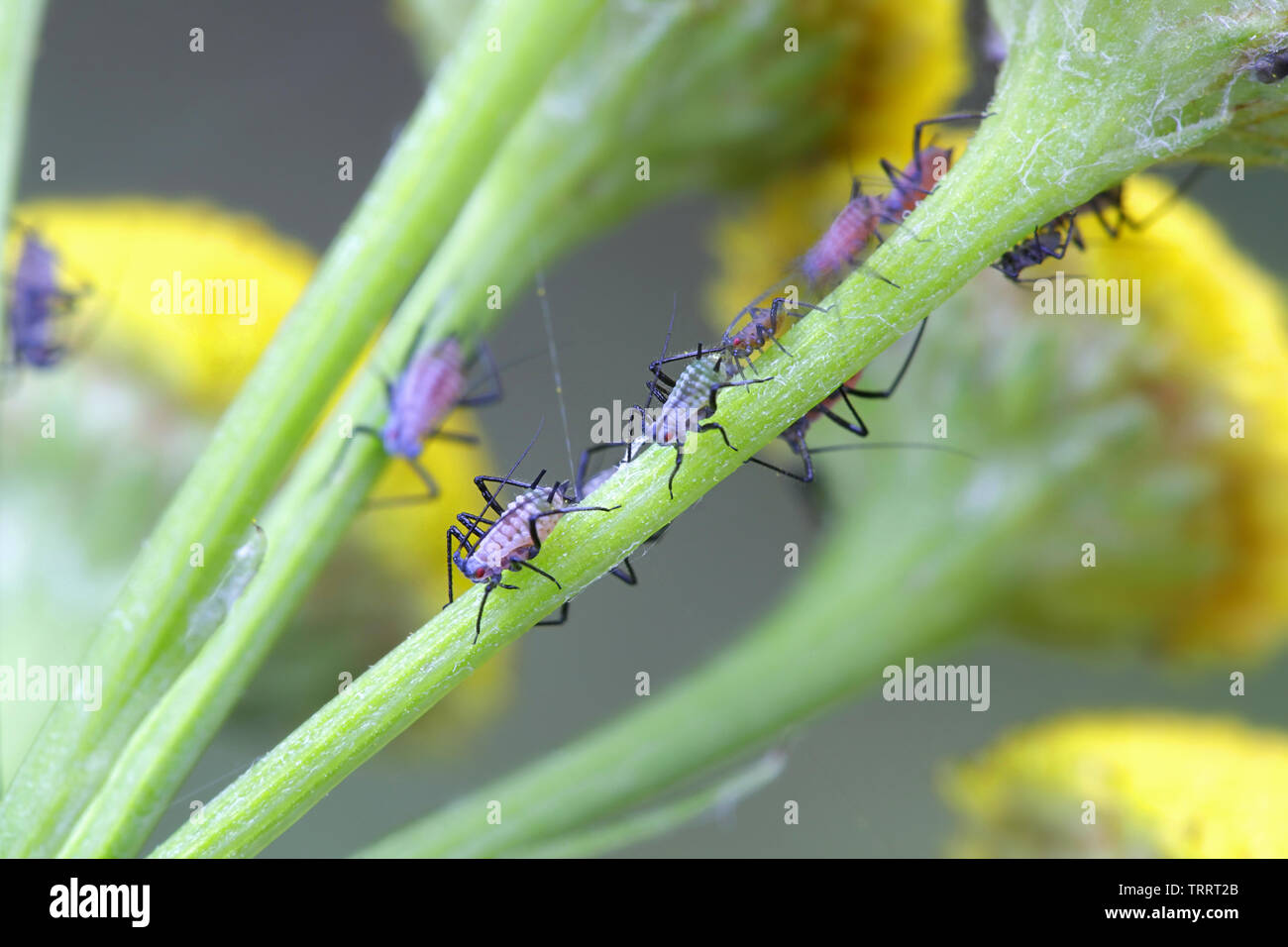 Tansy aphids hi-res stock photography and images - Alamy