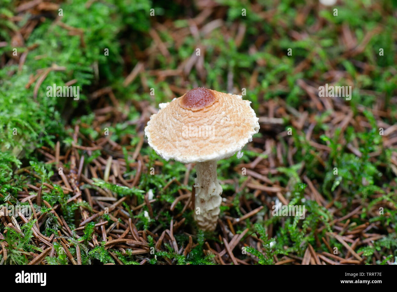 Yellowfoot dapperling fungus hi-res stock photography and images - Alamy