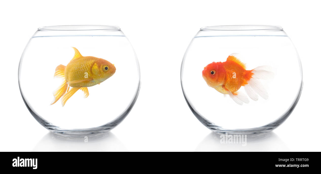 2 Goldfish In Bowl