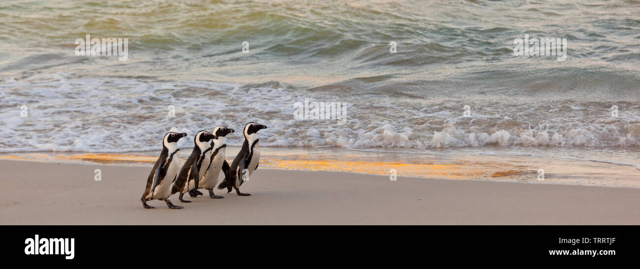 AFRICAN PENGUIN, False Bay, South Africa, Africa Stock Photo - Alamy