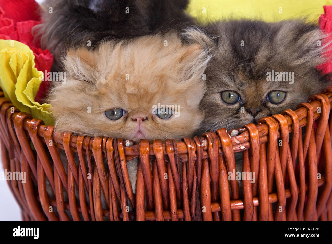Lots of cats hi-res stock photography and images - Alamy