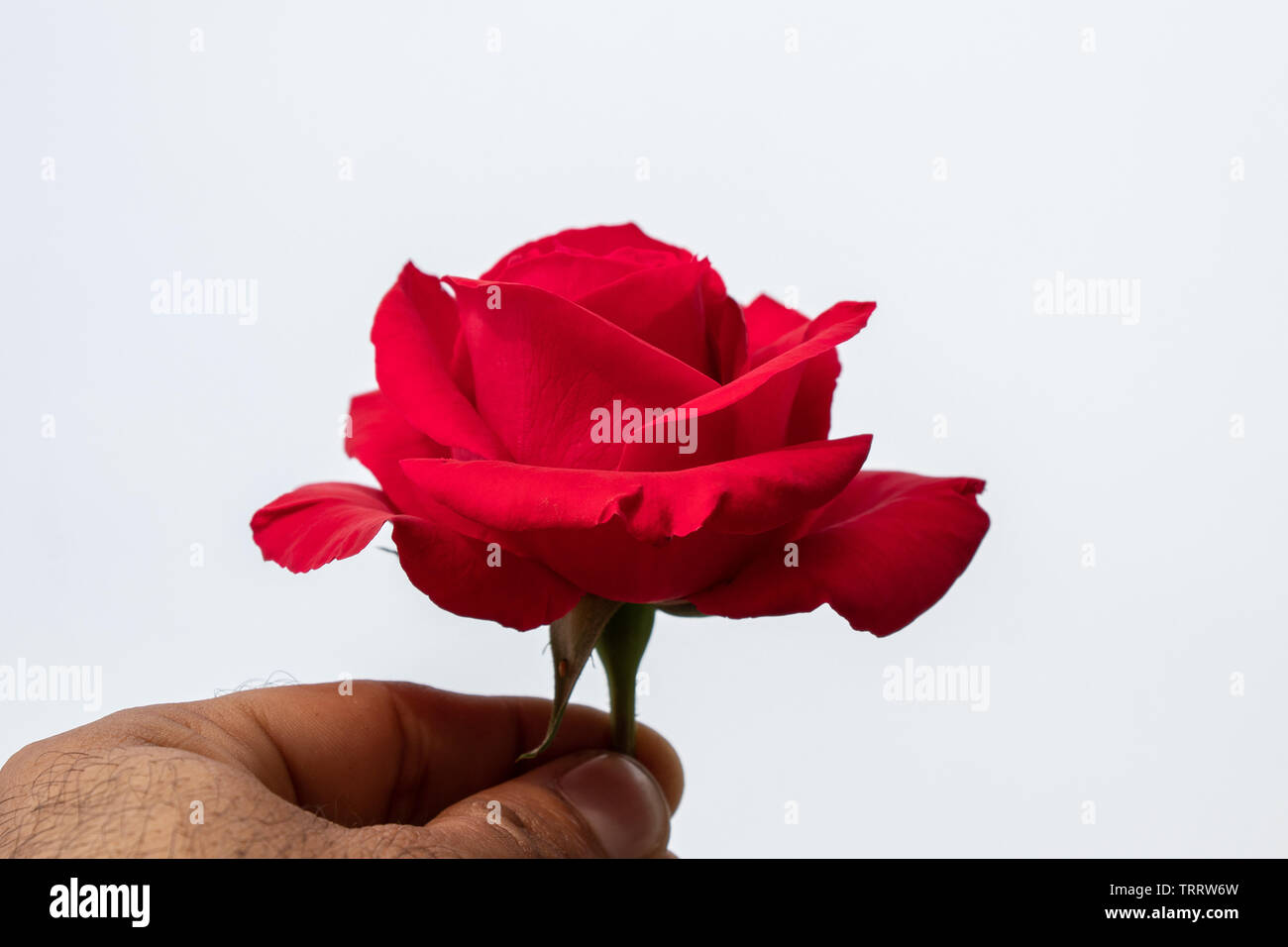 Beautiful red rose hold in hand on green blury background Stock Photo ...