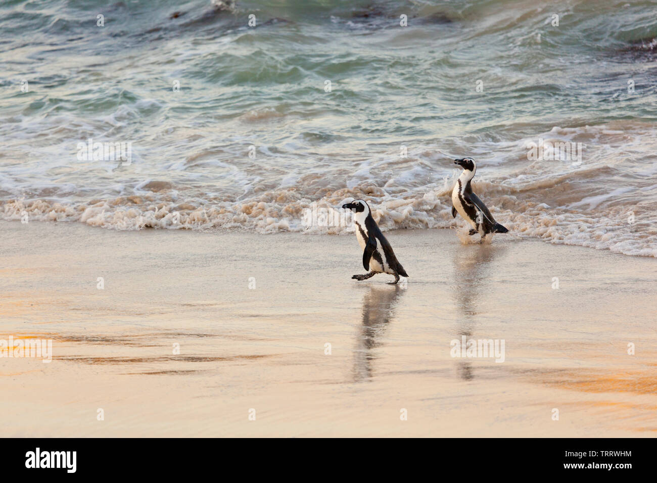 AFRICAN PENGUIN, False Bay, South Africa, Africa Stock Photo - Alamy