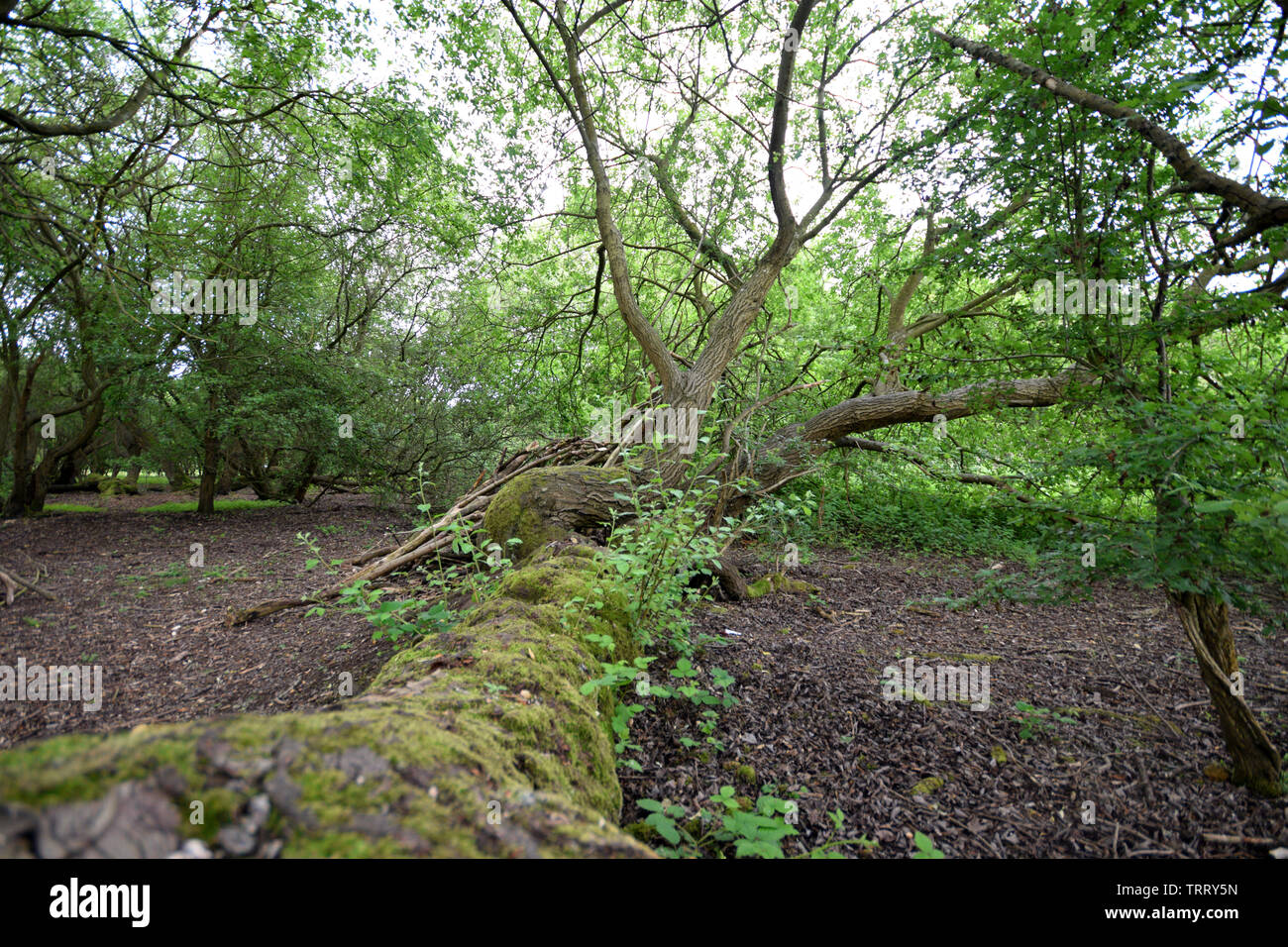 Atmospheric forests hi-res stock photography and images - Alamy