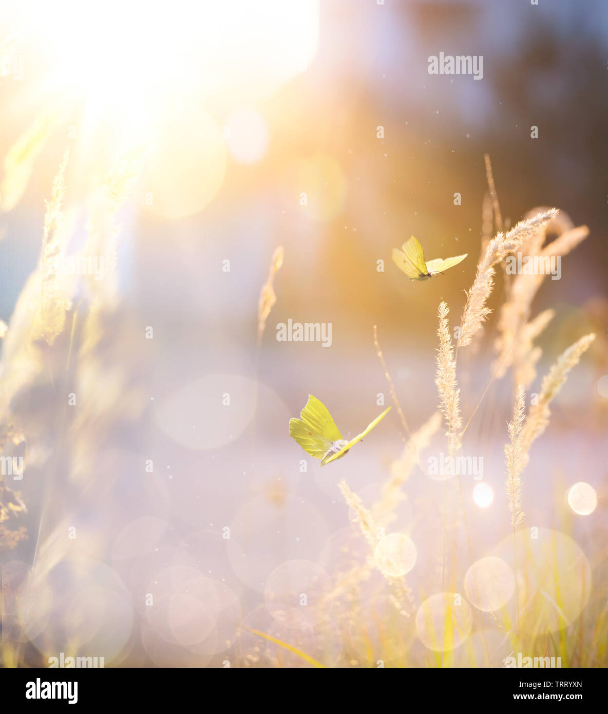 Art summer sunset nature background Stock Photo - Alamy