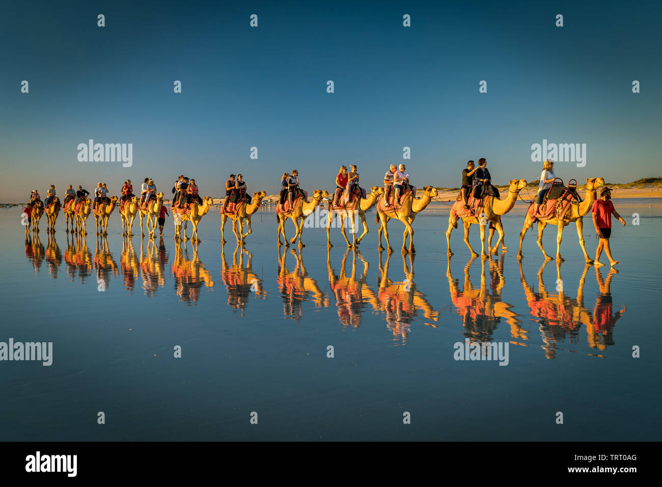 Sunset camel ride in Broome, Western Australia Stock Photo - Alamy