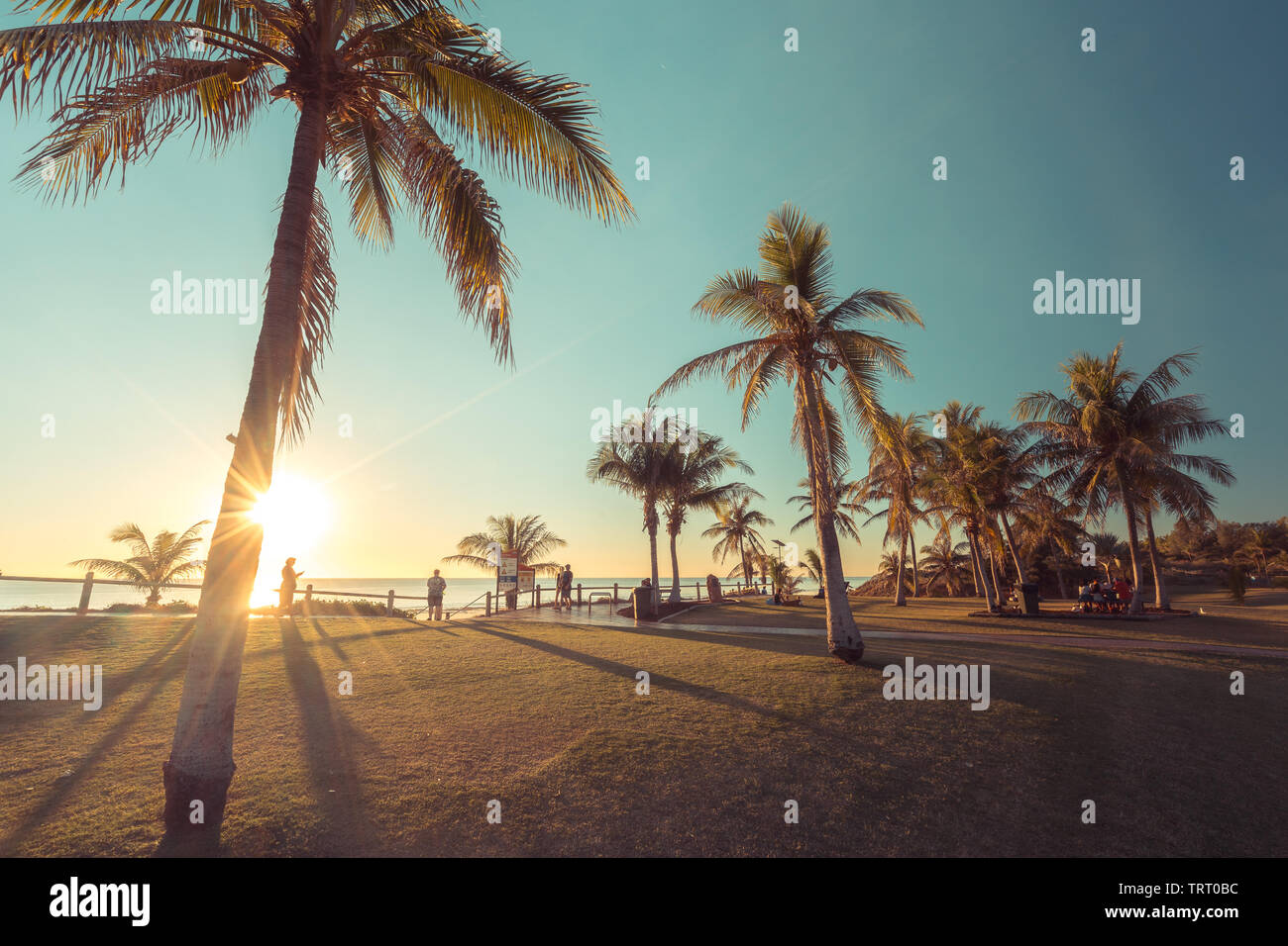 Palm trees at the Cable beach in Broome, Western Australia Stock Photo ...