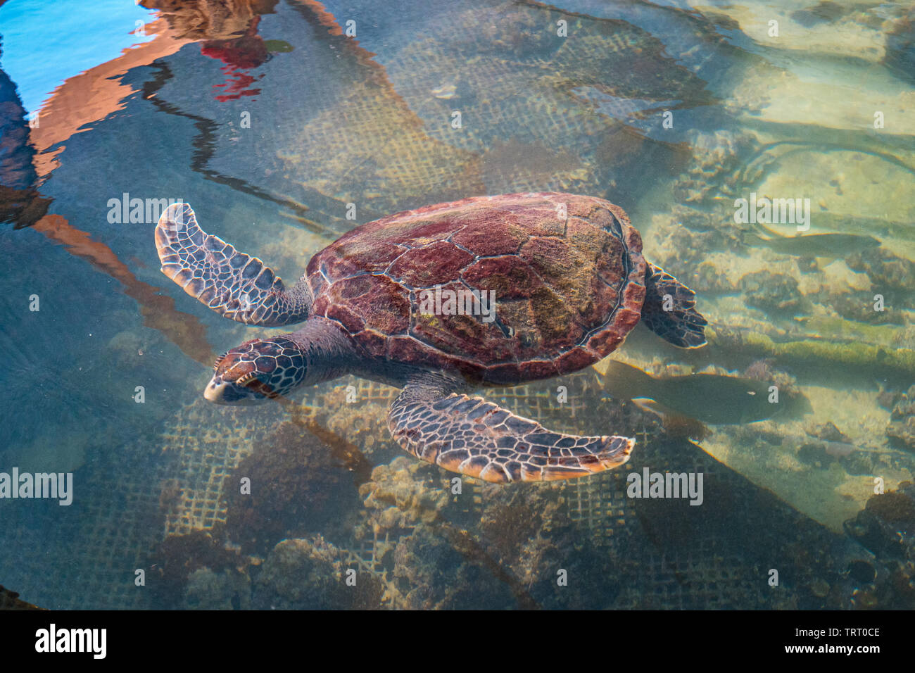 Sea turtle swimming in a water tank Stock Photo - Alamy