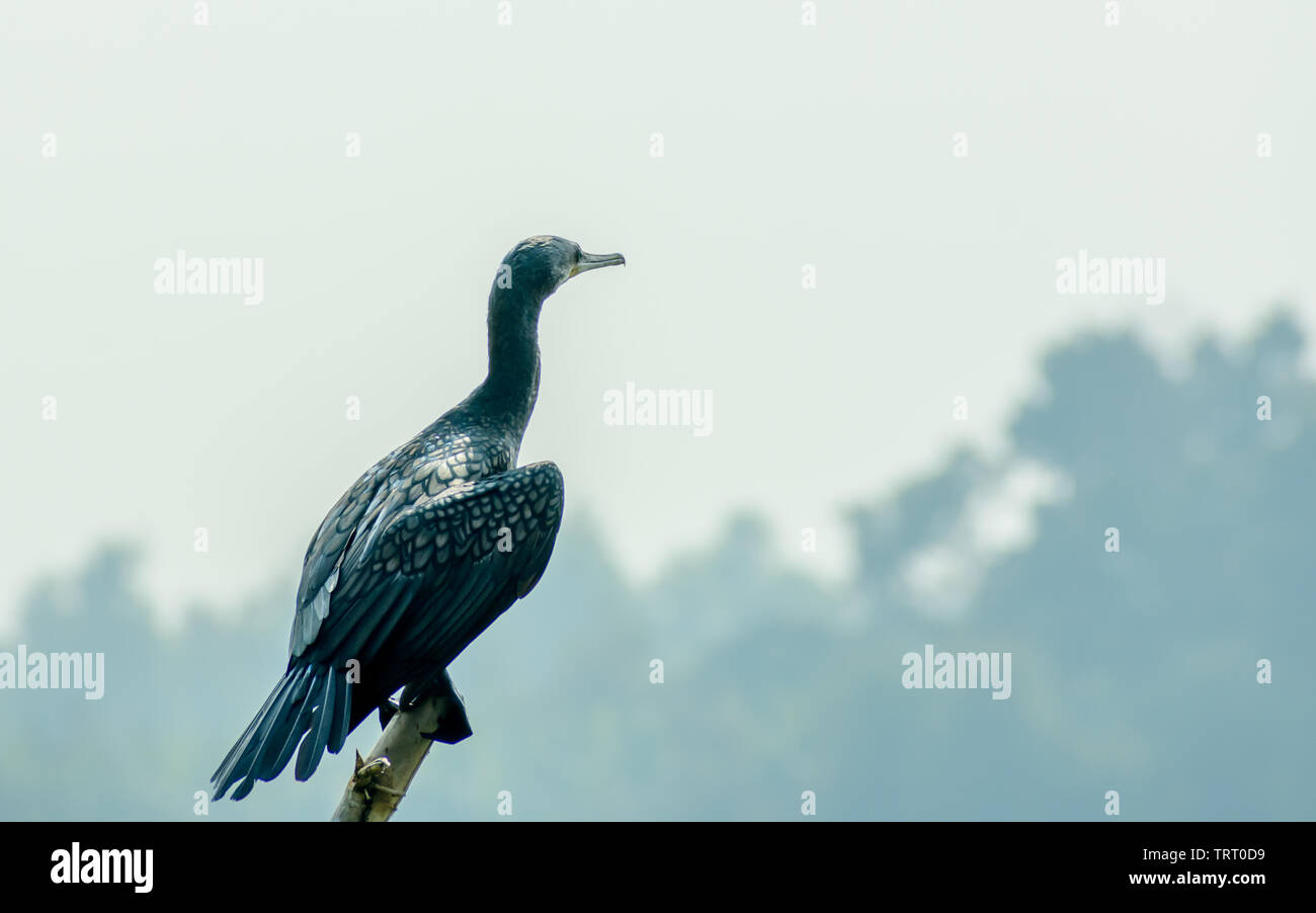 Double-crested (Phalacrocorax auritus) Cormorant, a matte black fishing ...