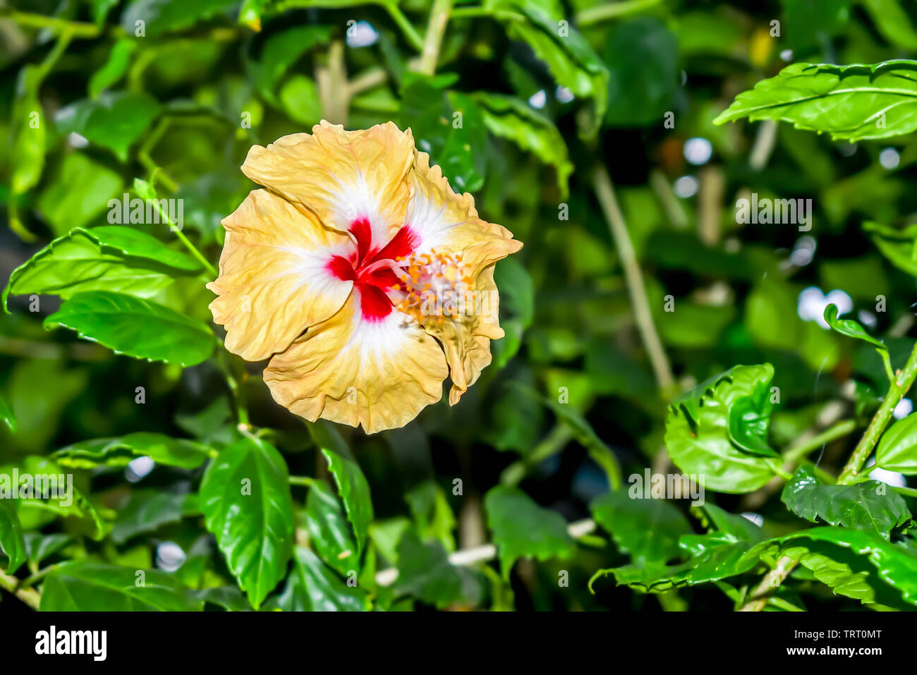 Hibiscus, rose mallow or rose of sharon, a genus of flowering plants in ...