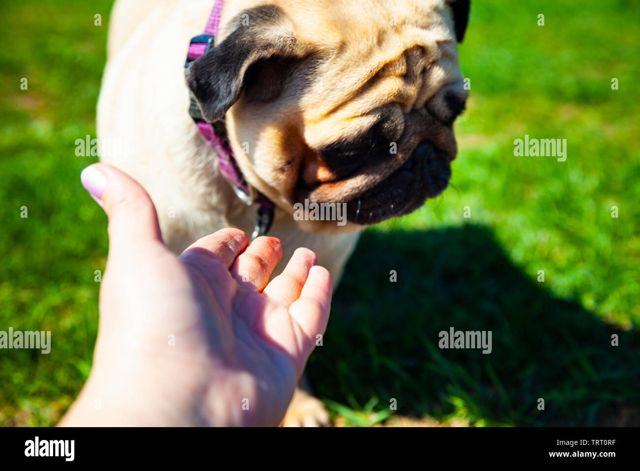 Dog pug and and female hand. Pug walks on a summer day outdoors Stock ...