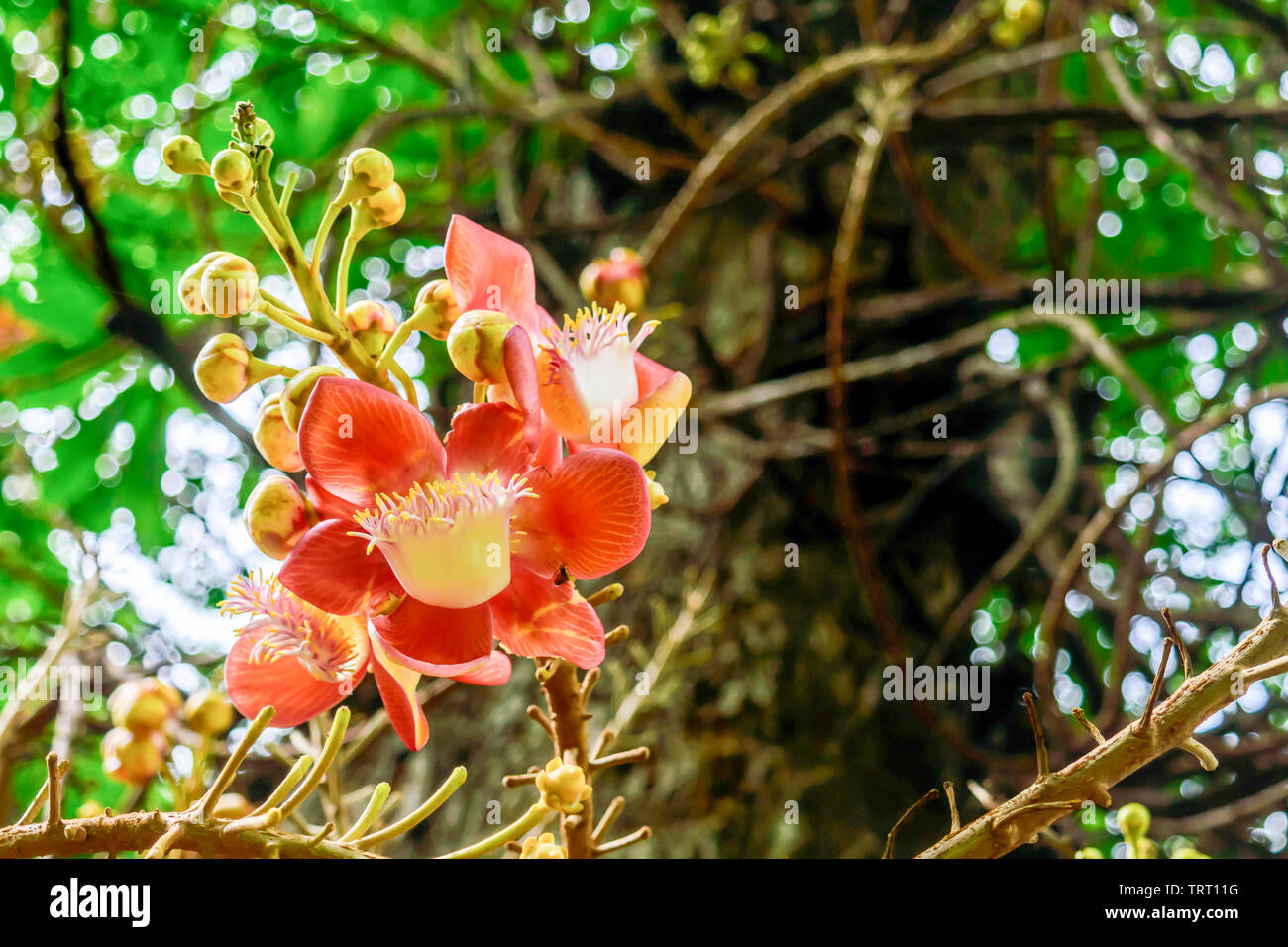 Flame lily tree hi-res stock photography and images - Alamy