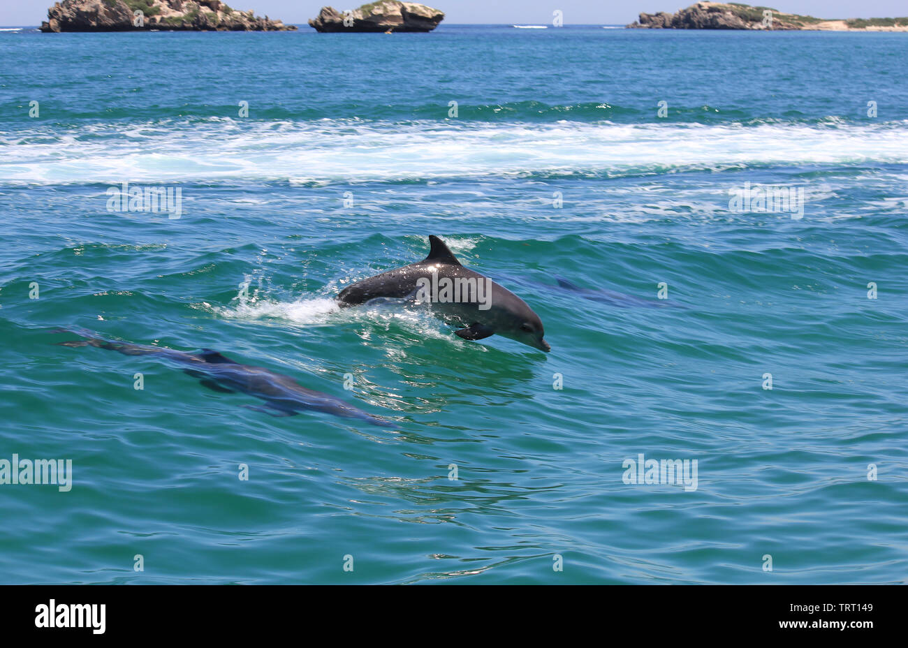 Bottle nose dolphins playing in the wave of a boat in Rockingham ...