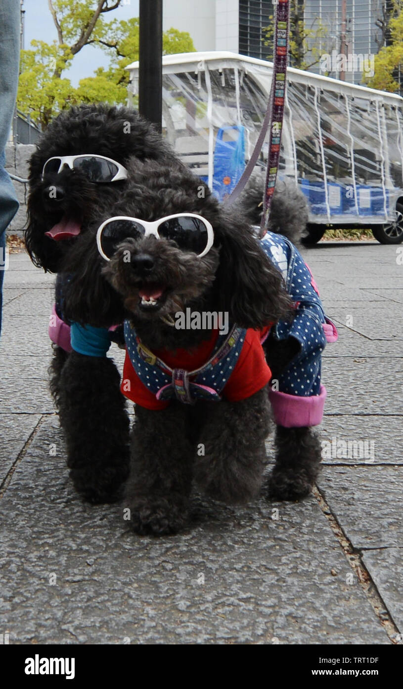 Japanese poodle hi-res stock photography and images - Alamy