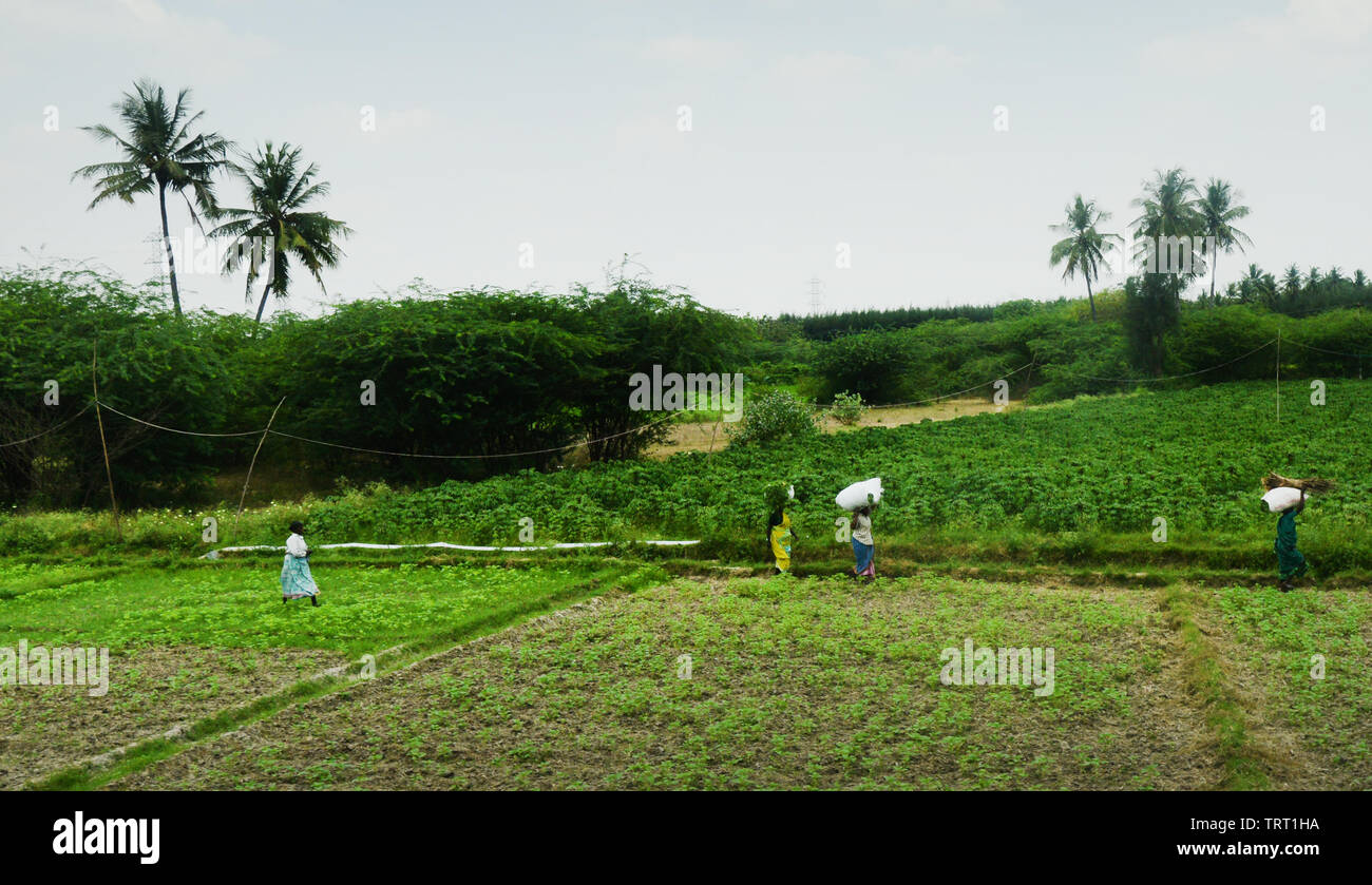 South india farming hi-res stock photography and images - Alamy