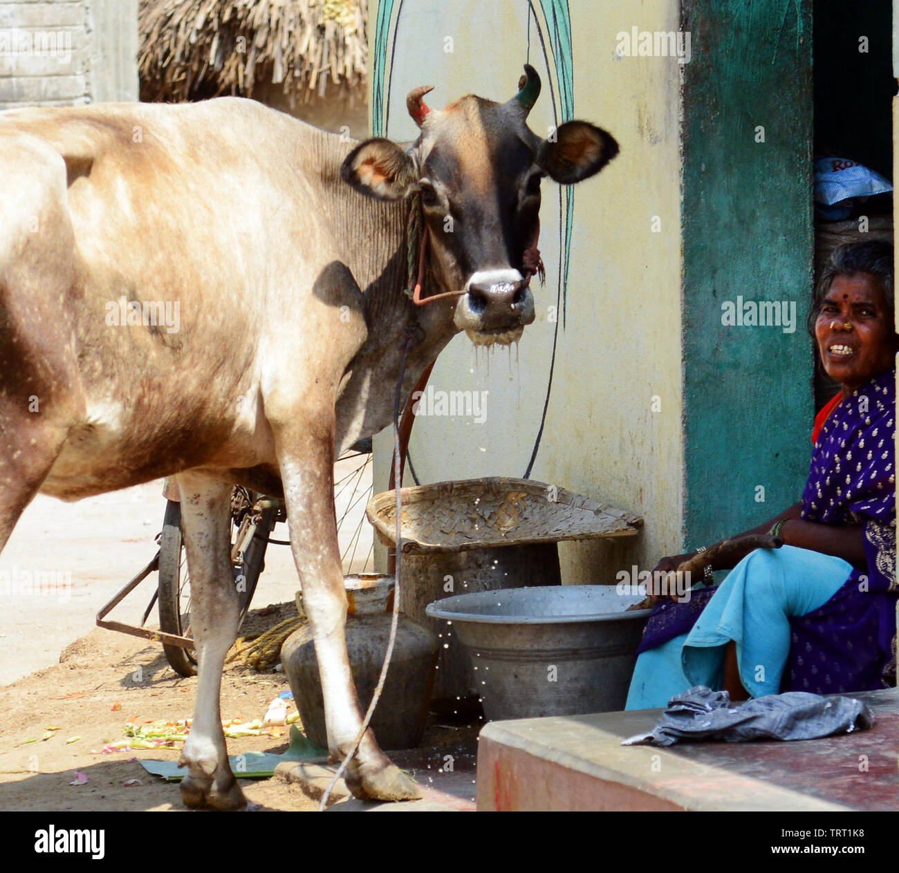 Koovagam hi-res stock photography and images - Alamy