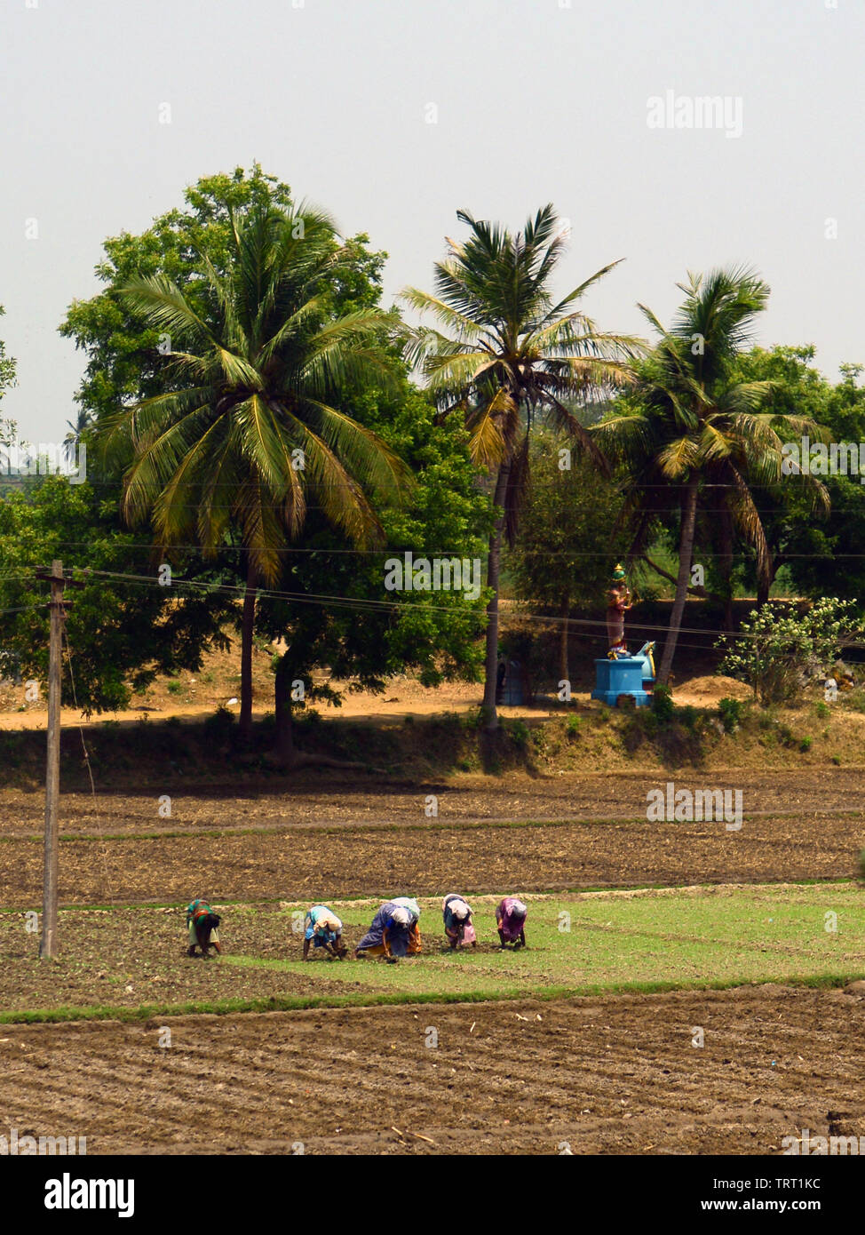 Workers working at the fields Stock Photo - Alamy