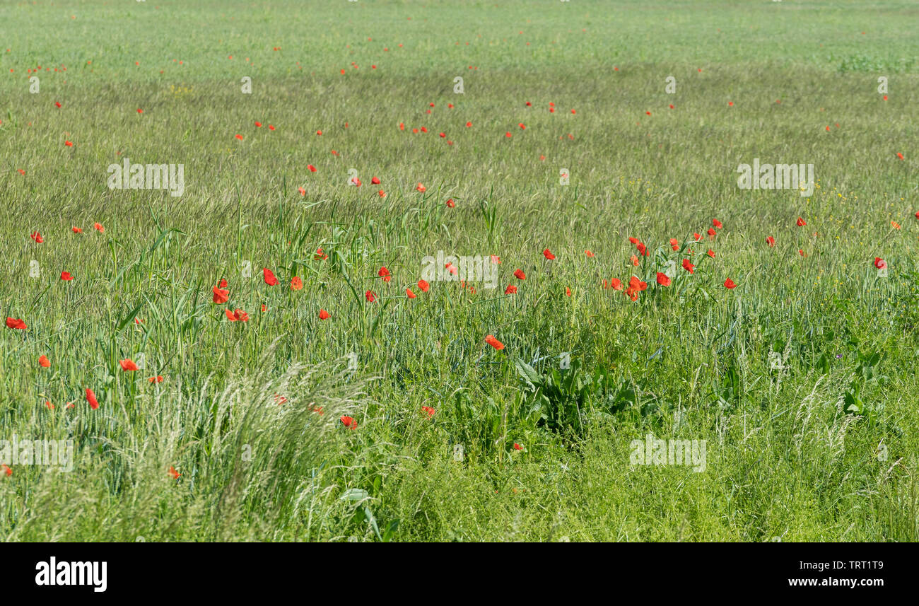 Red common poppies growing hi-res stock photography and images - Alamy