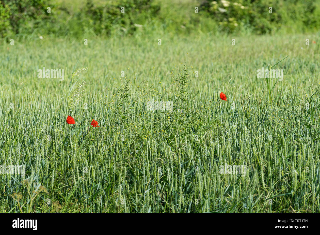 Red common poppies growing hi-res stock photography and images - Alamy