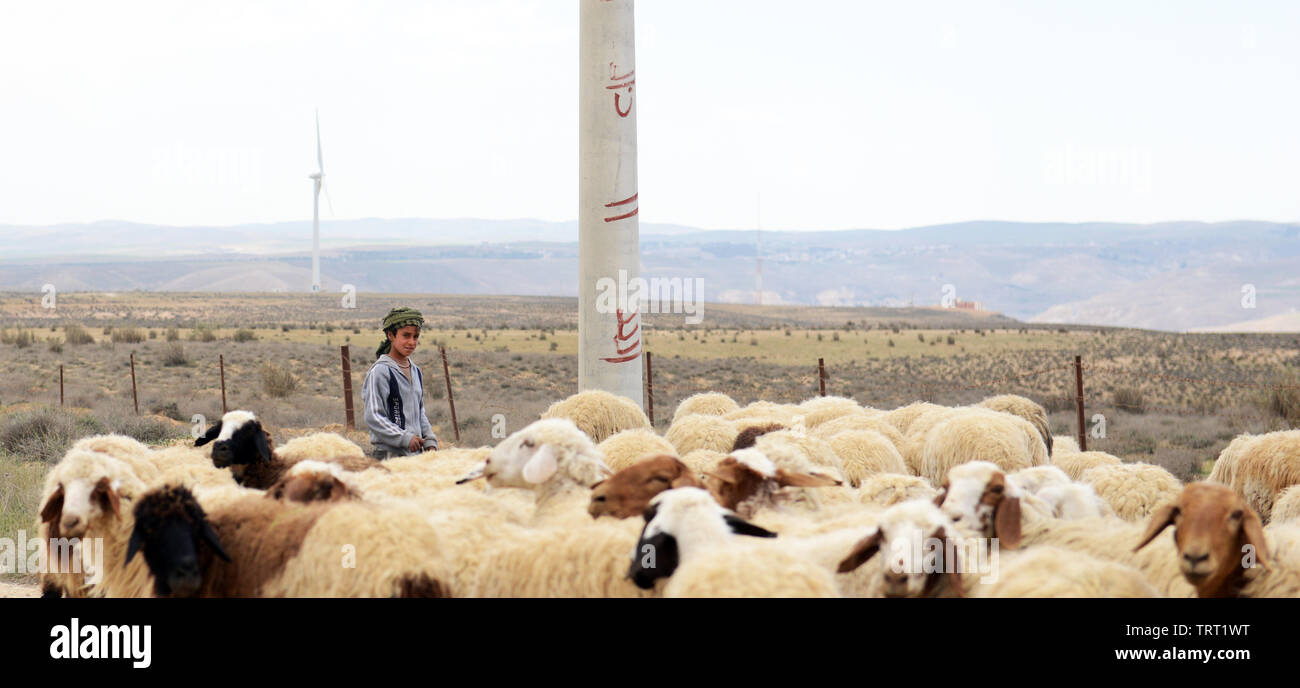 Sheep herding in the mountainous region of central Jordan Stock Photo ...