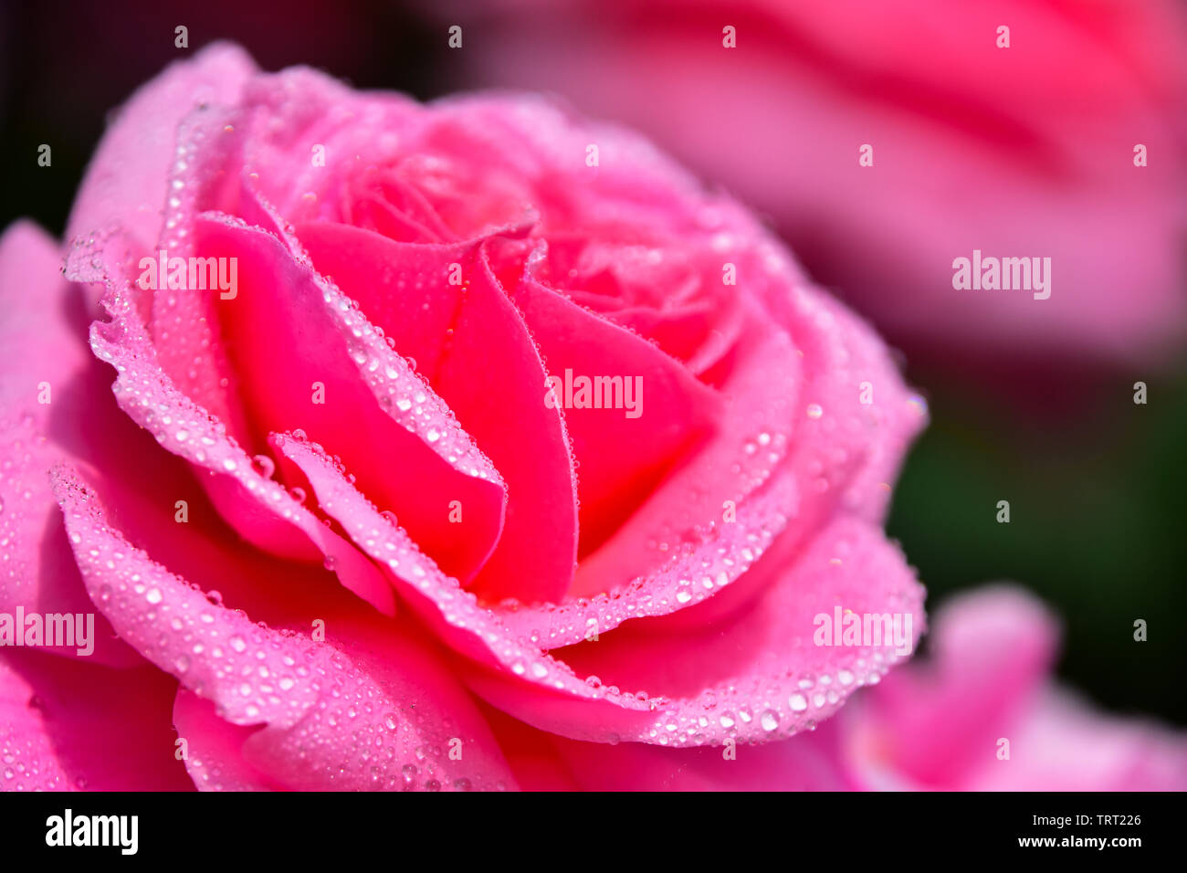 Rain close up hi-res stock photography and images - Alamy