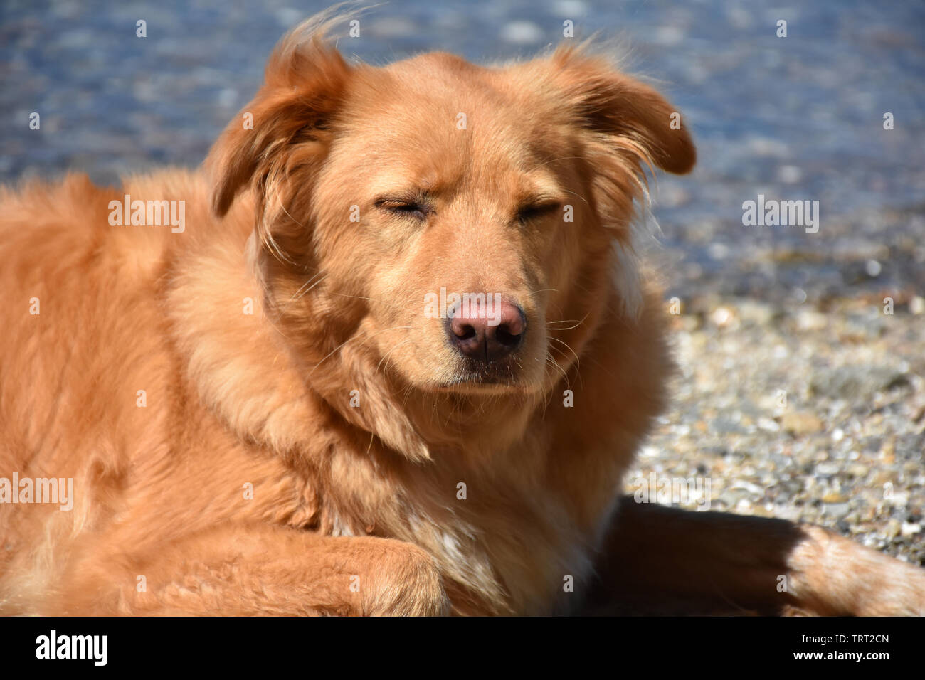 Litte red duck dog with his eyes closed on a beach Stock Photo - Alamy