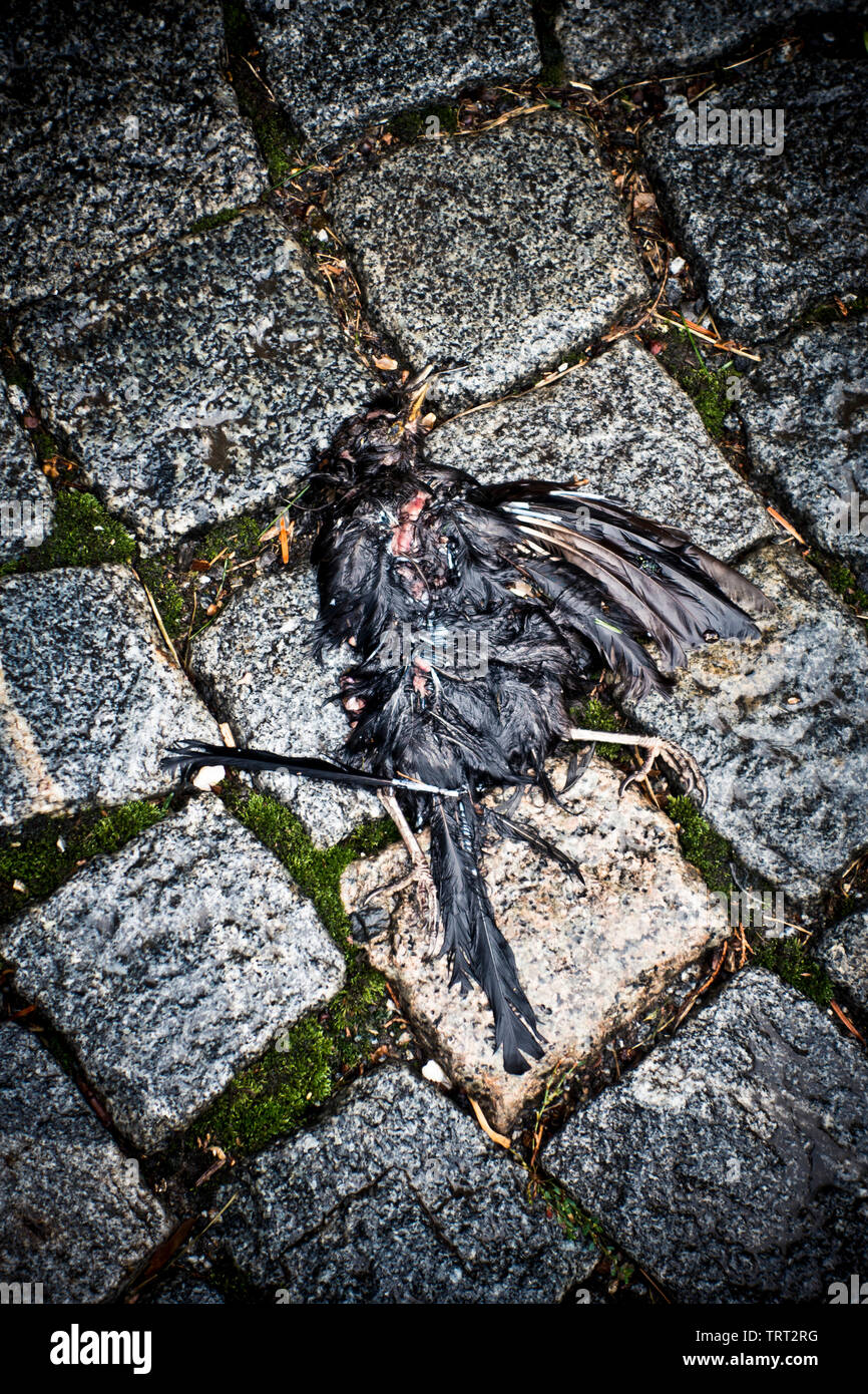 Dead crow hi-res stock photography and images - Alamy