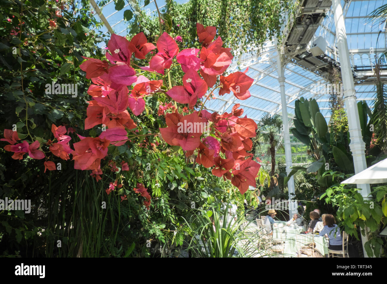 Sefton Park,park,green,greenery,oasis,urban,lungs,Liverpool,Merseyside ...