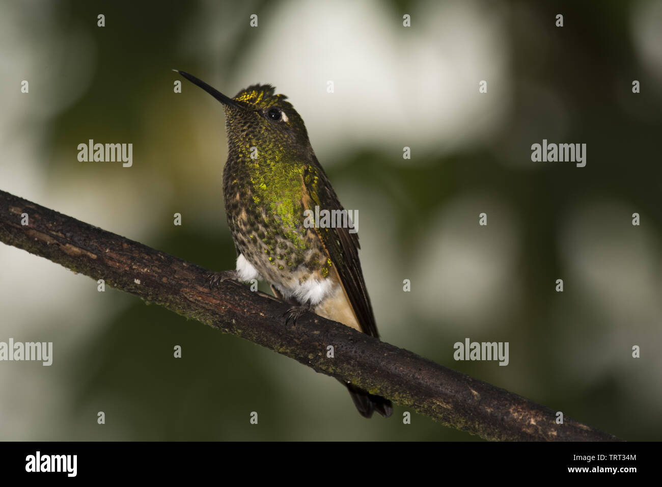 White-booted Racket-Tail in subtropical rain forest that covers the ...