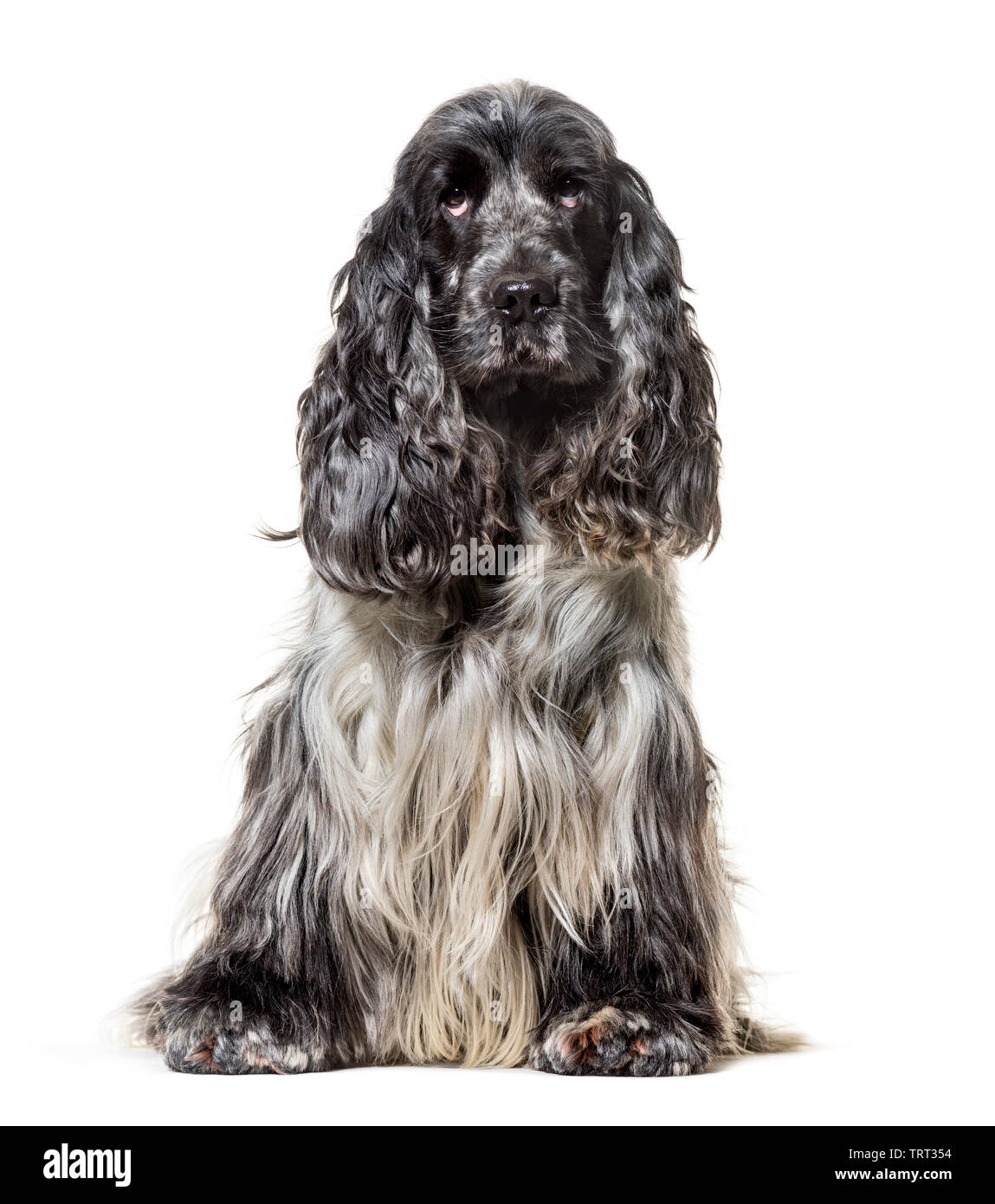 English Cocker Spaniel , 4, 5 years old, sitting against white ...