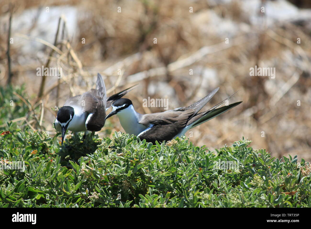 Bridled Tern couple looking after their nest on Penguin Island near ...
