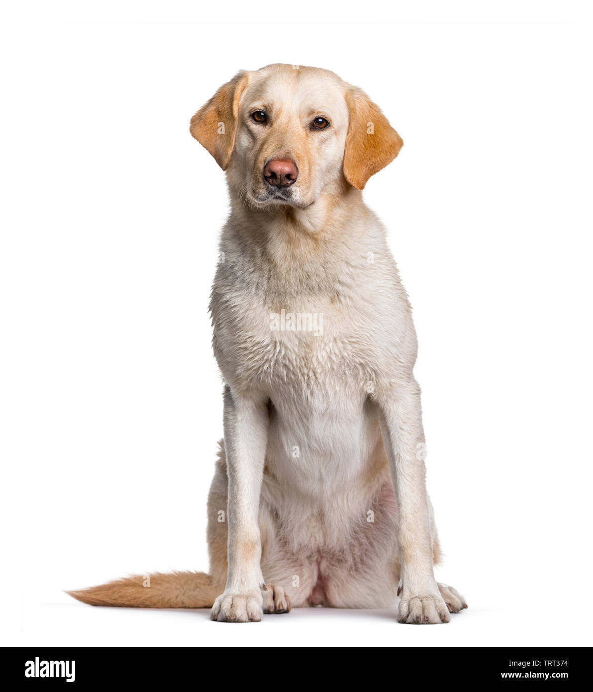 Labrador sitting against white background Stock Photo - Alamy