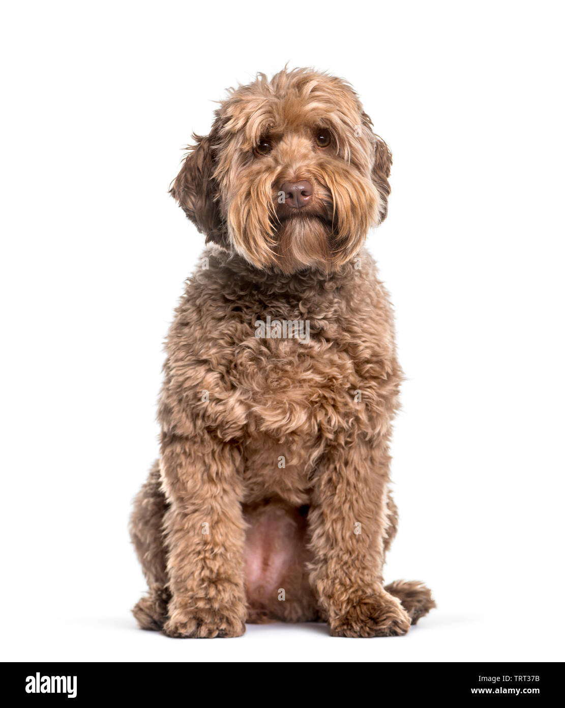 Labradoodle , 2 years, sitting against white background Stock Photo - Alamy